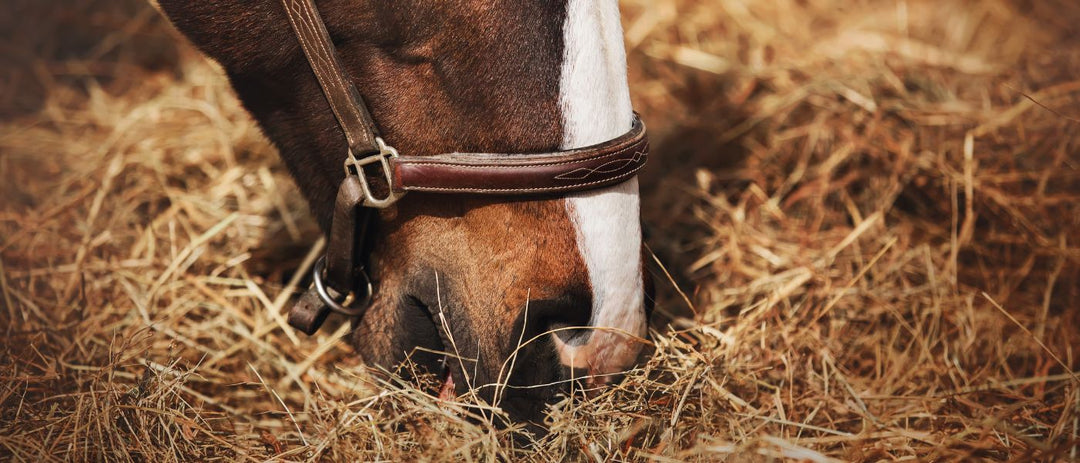 Pferde optimal füttern » Tipps für die richtige Ernährung 🐴 – Pferdegold®