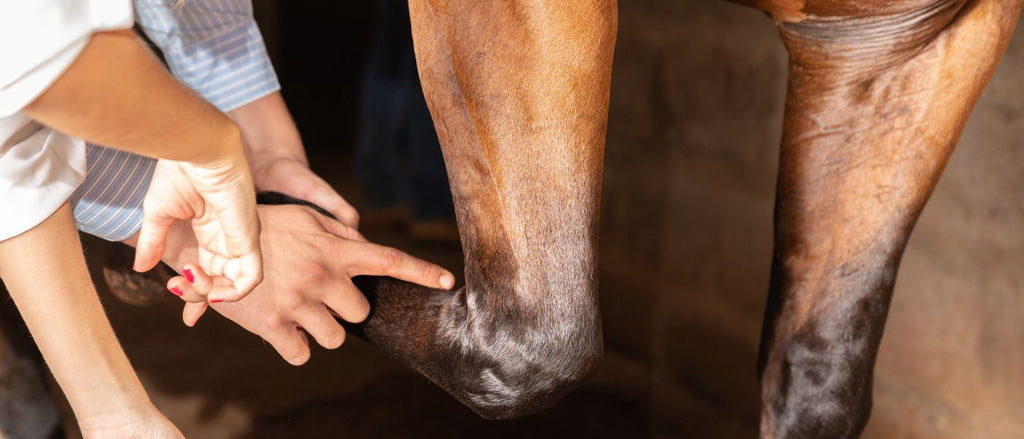 Spat beim Pferd » Ursachen, Symptome & Behandlung – Pferdegold®